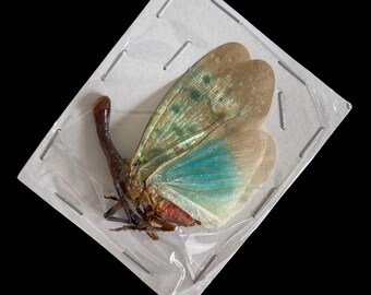 OVERSTOCK: Spread Real Cicadas Angamiana Floridula - Etsy