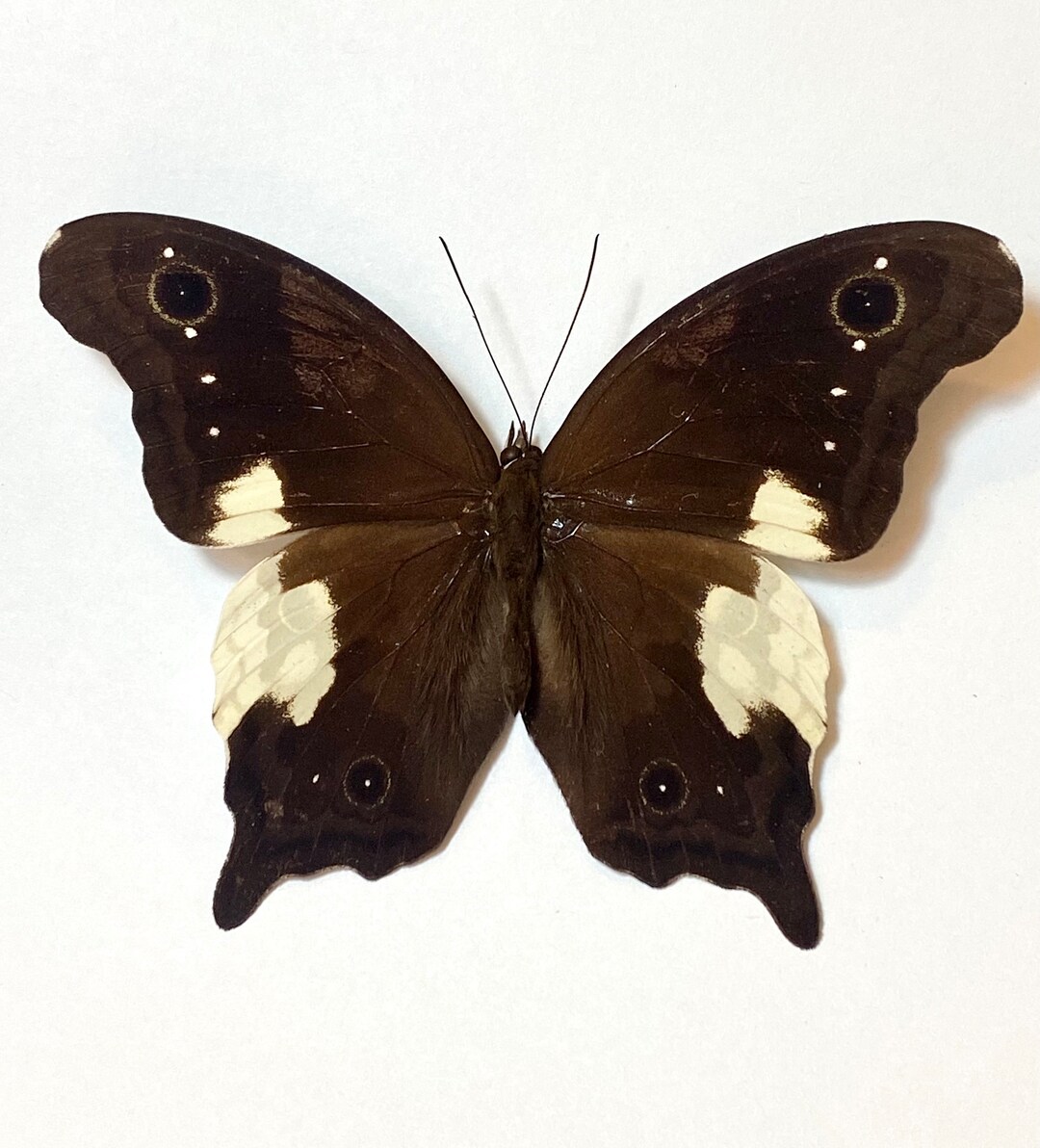 Real Malay Owl Butterfly, Neorina Lowii, for Your Project - Etsy