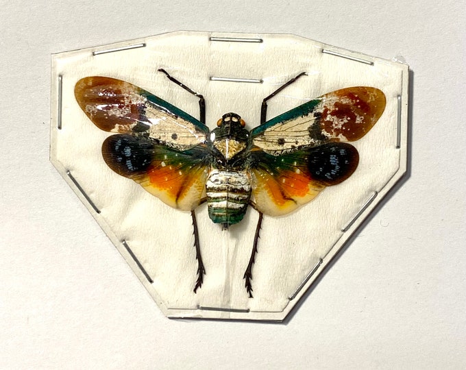 OVERSTOCK: Spread Penthicodes Farinosa Borneo Real Lanternflies - Etsy