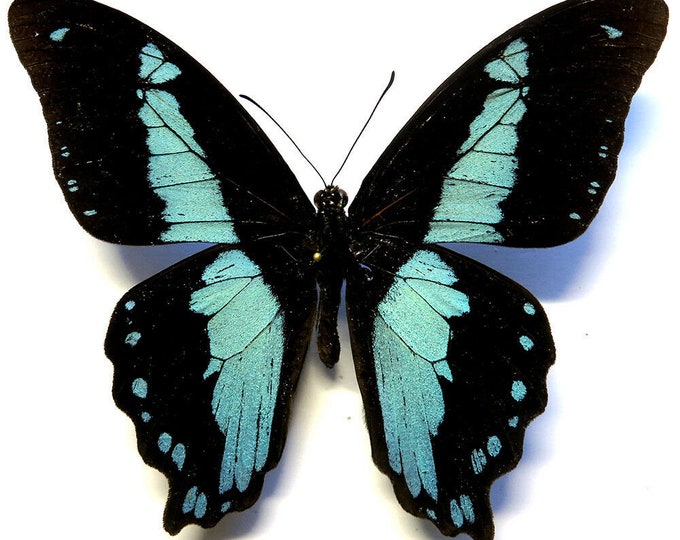 Real Papilio Bromius Butterfly, Spread for Your Project or Laminated or ...