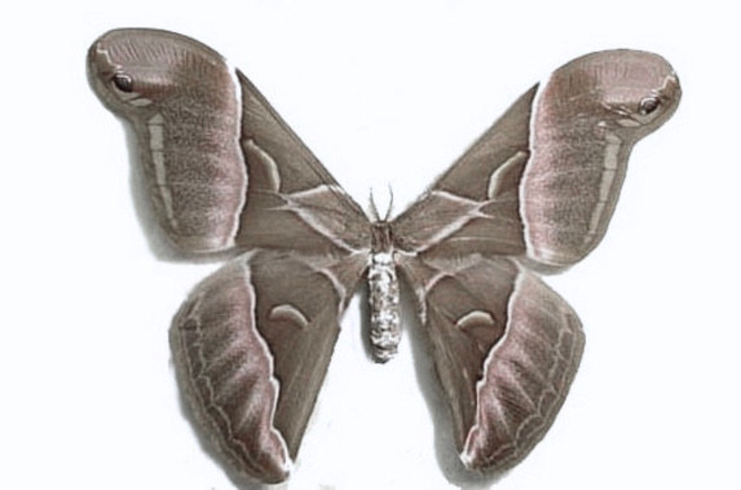 Samia Cynthia Real Silk Moth, for Your Project - Etsy