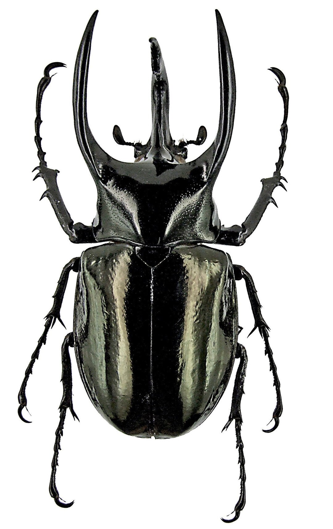 OVERSTOCK: Giant Scarab Beetles, Chalcosoma Chiron - Etsy