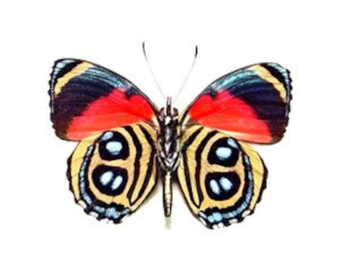 Real Callicore Hystaspes Butterfly, Spread for Your Project or ...