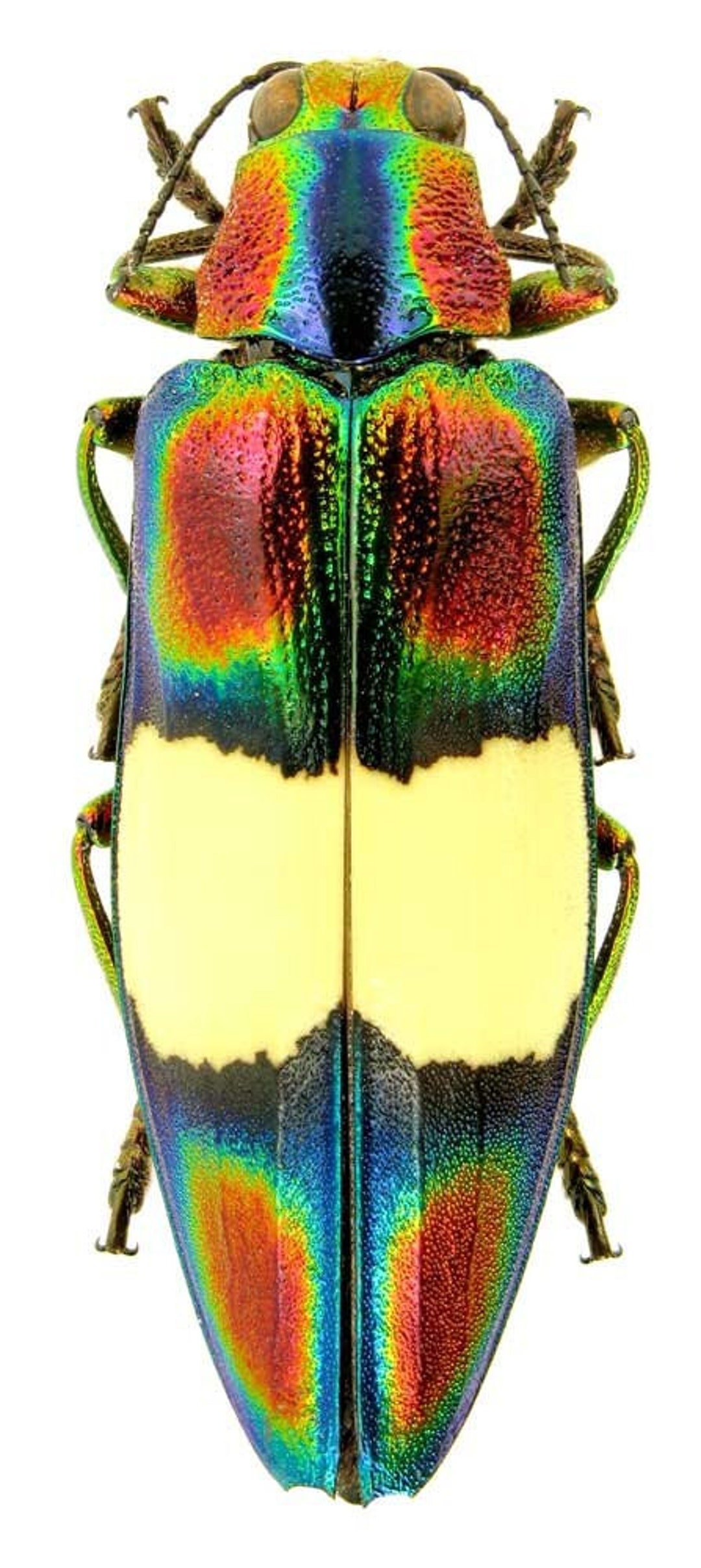 Real Rainbow Jewel Beetles, Chrysochroa Toulgoeti - Etsy