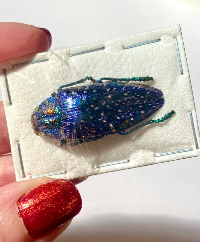 Blue Rainbow Jewel Beetle, Polybothris Sumptuosa Gema, Real Insect - Etsy