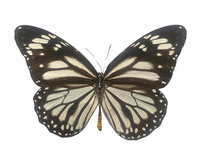 White Tiger Butterfly, for Your Project, Danaus Melanippus - Etsy