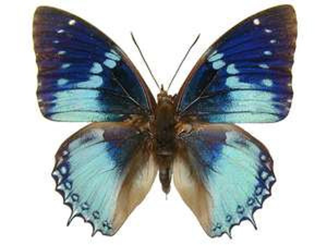 Real Charaxes Smaragdalis Butterfly, Spread for Your Project or ...