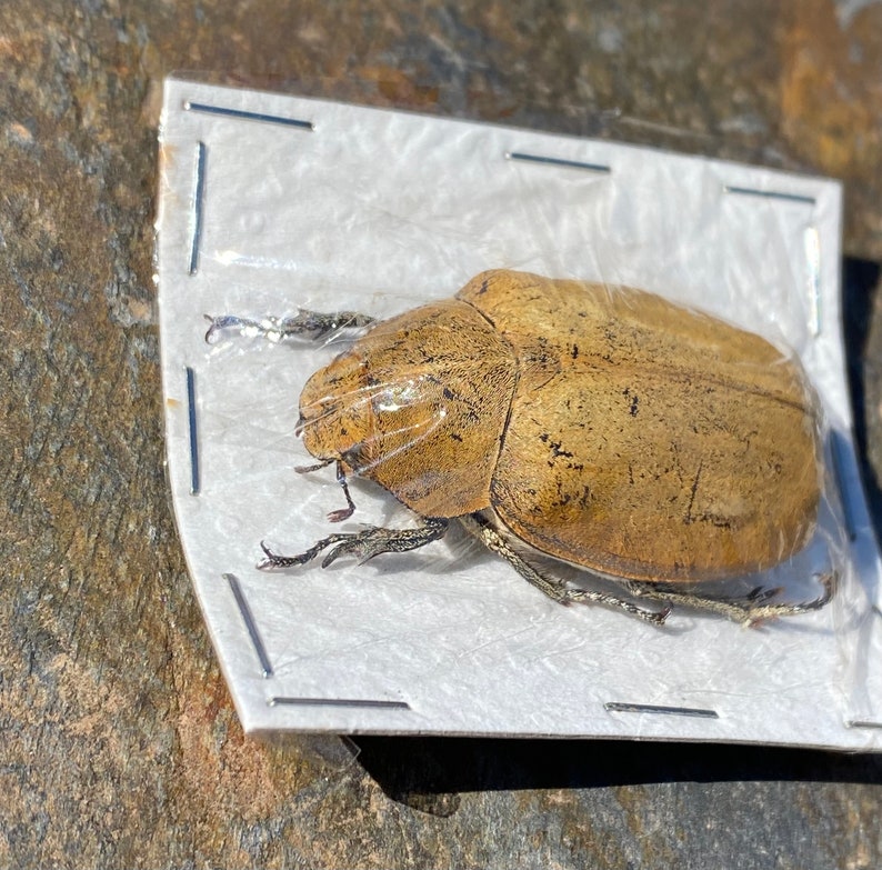 Large Sugarcane Beetle Lepidiota Stigma Real Dried Insect - Etsy