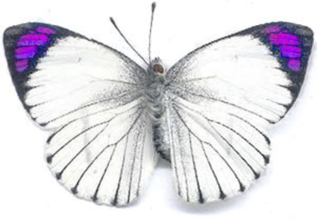 Common Purple Tip, Colotis Ione, Spread Ready to Mount or Laminated - Etsy