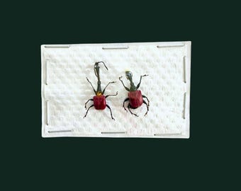 PAIR Giraffe Weevils, Trachelophorus Giraffa PAIRS, Entomology, Real ...