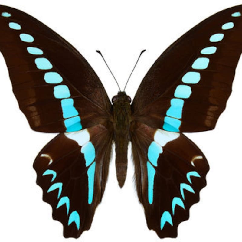 Real Butterfly - Etsy