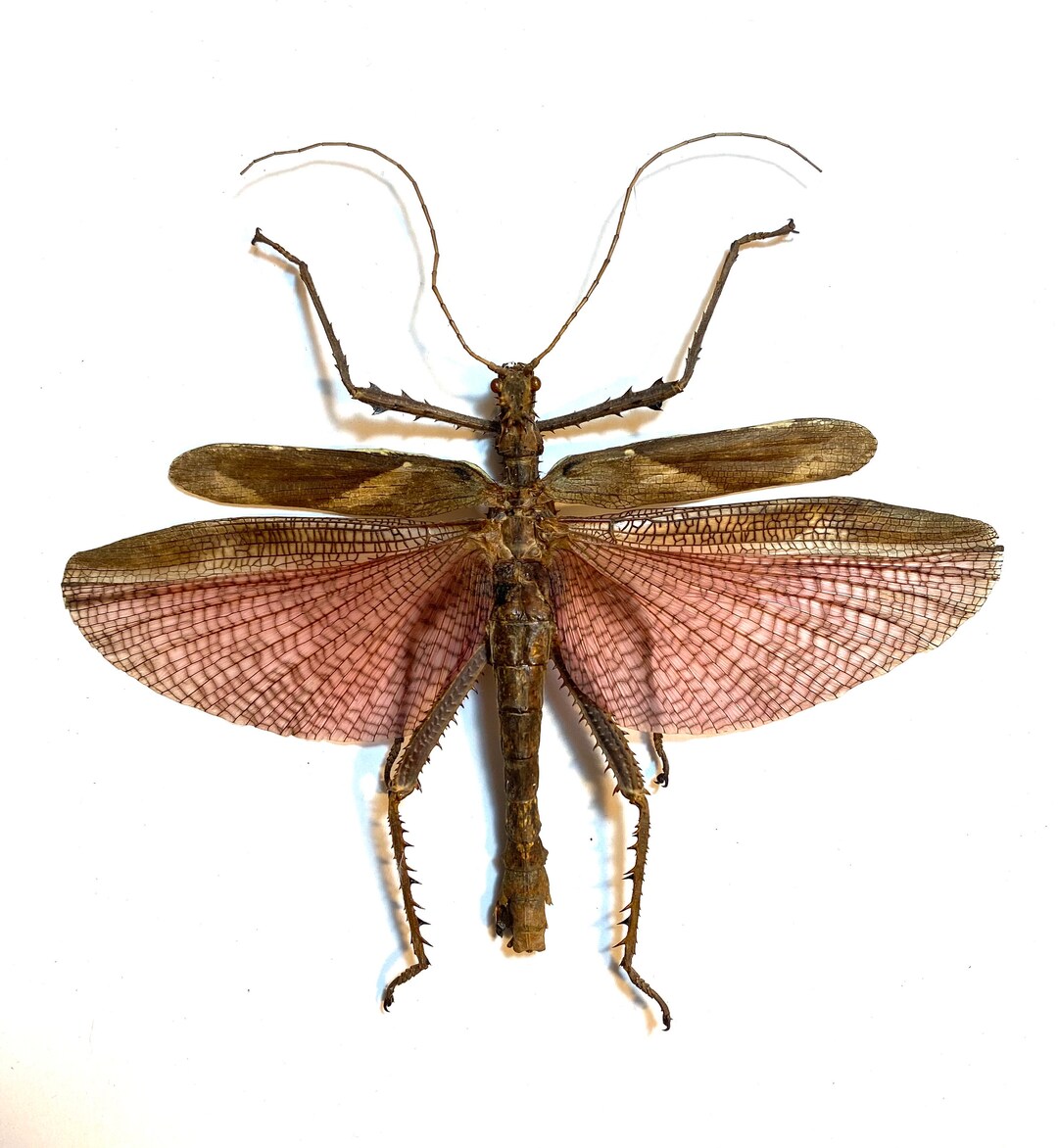 Malaysian Stick Insect, Heteropteryx Dilatata Males, Unopened - Etsy