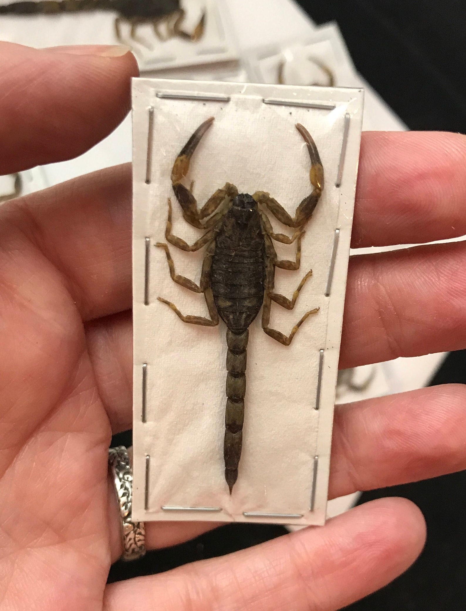 Small Scorpions From Indonesia Mesobuthus Martensii - Etsy