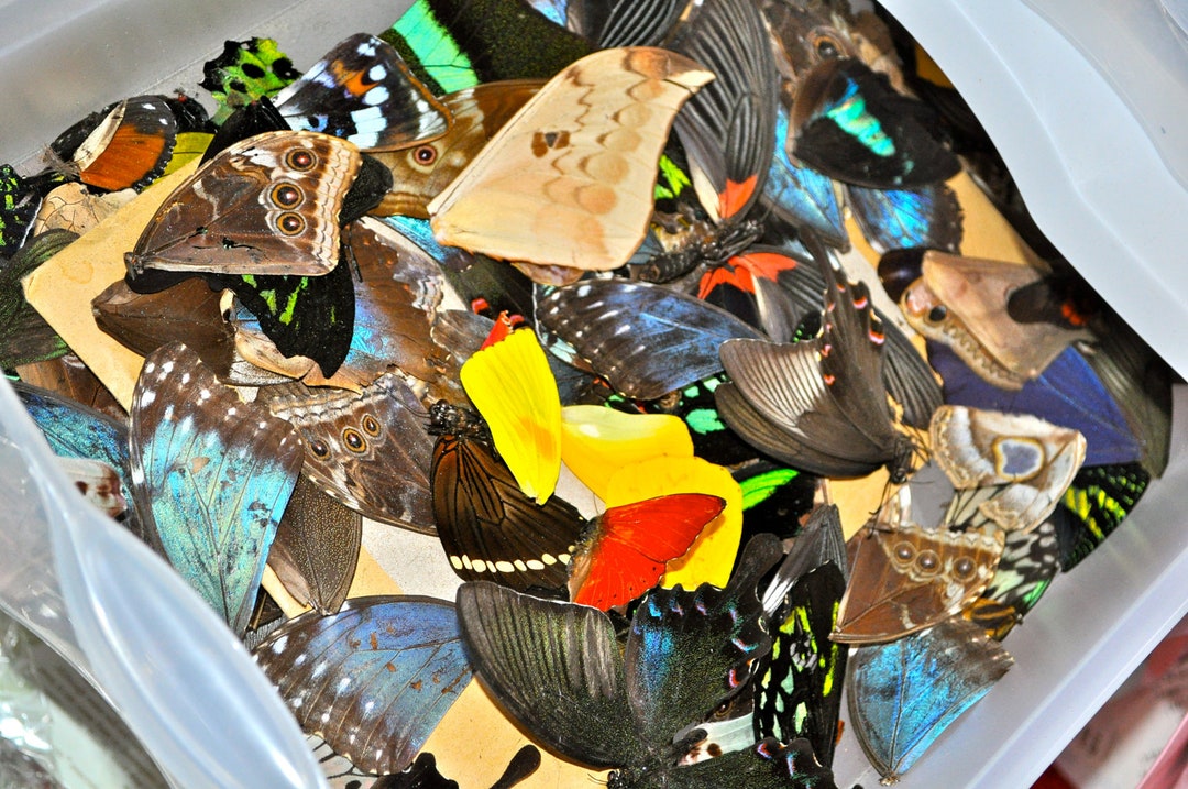De-stash: Real Butterfly Wings - Etsy