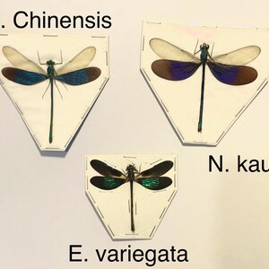 Real Green Metalwing Damselfly, Real Dragonfly, Neurobasis Chinensis - Etsy