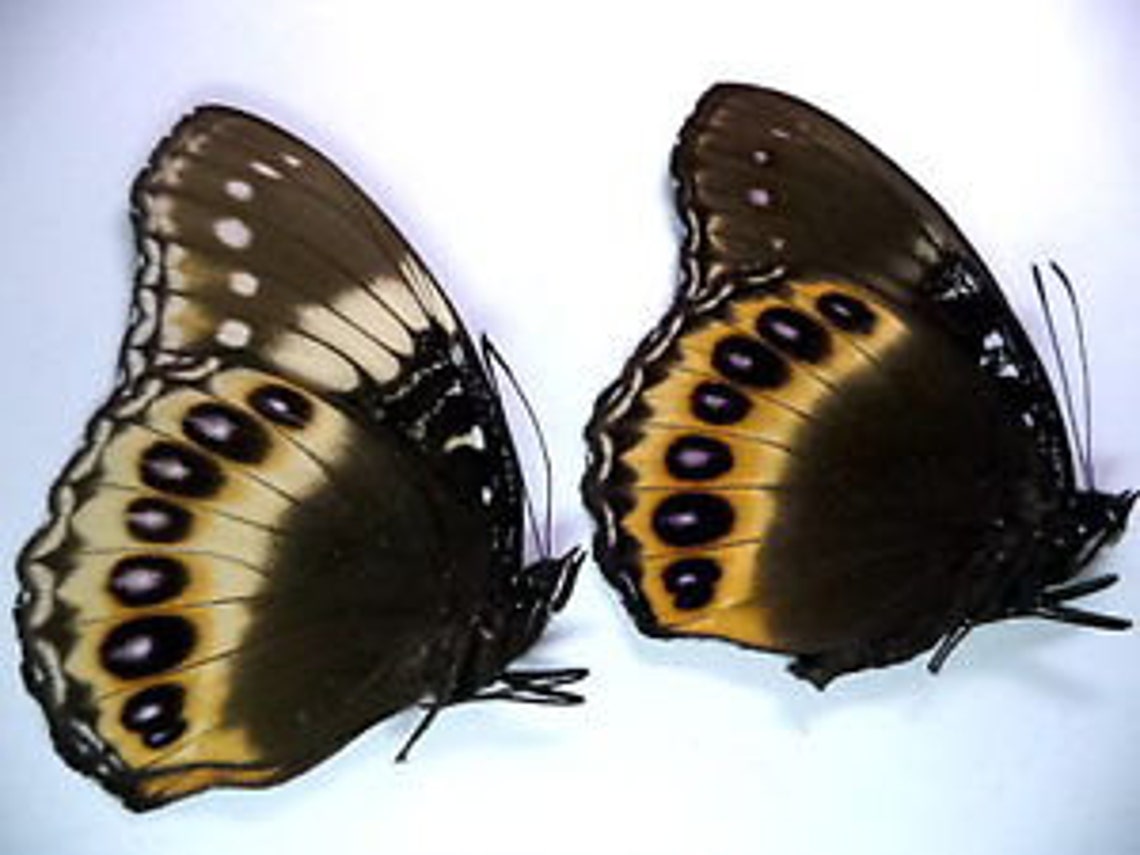 Purple Diadem Butterfly Hypolimnas Pandarus Spread for Your - Etsy