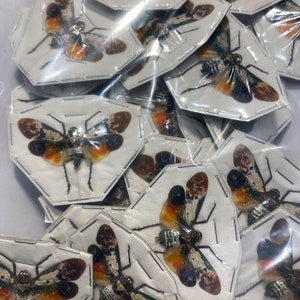 OVERSTOCK: Spread Penthicodes Farinosa Borneo Real Lanternflies - Etsy