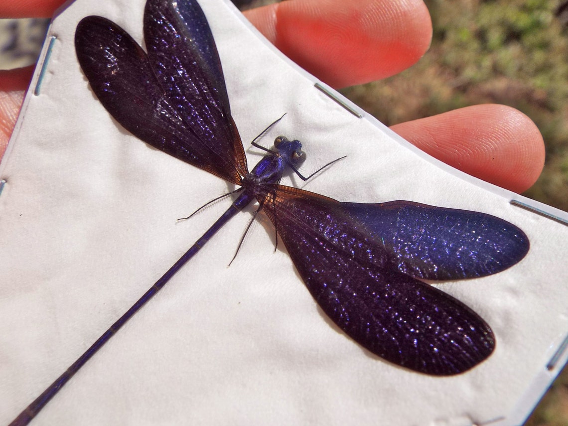 OVERSTOCK: Violet Glittering Damselfly Real Dragonfly - Etsy