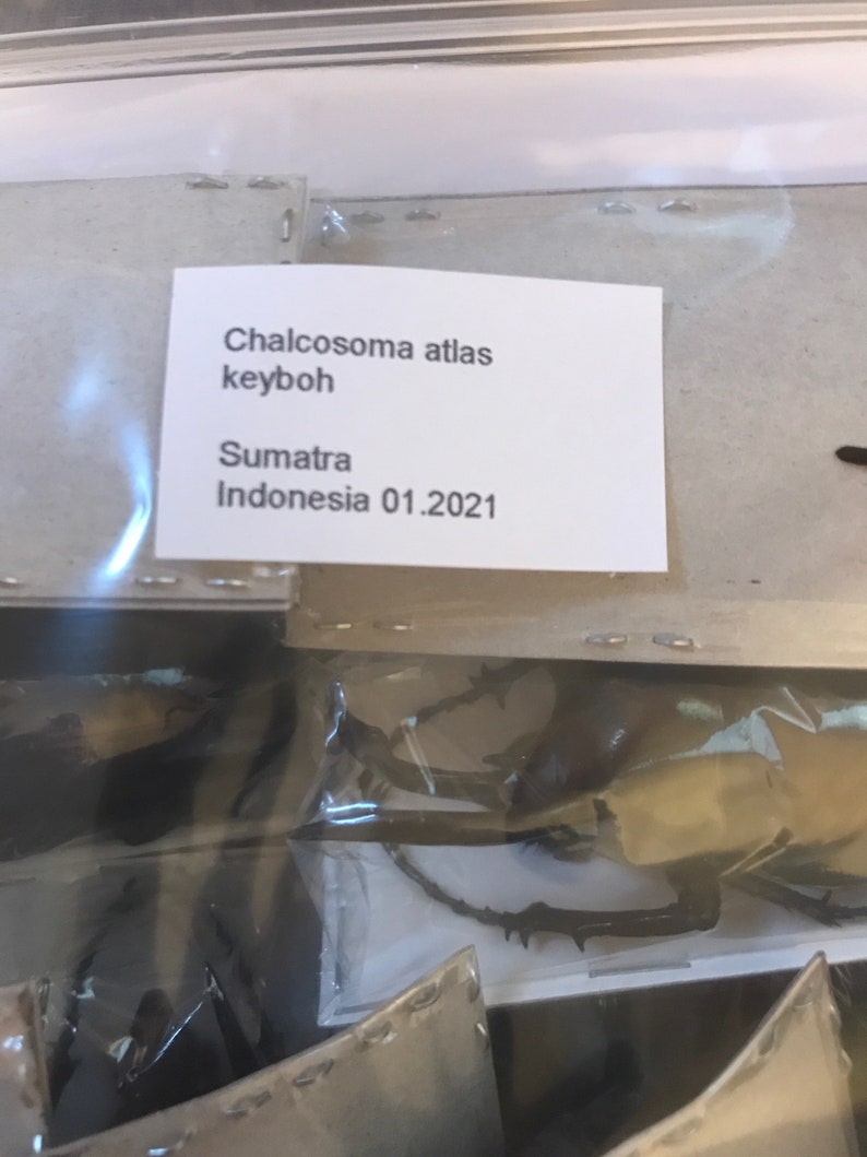 OVERSTOCK: Giant Scarab Beetles Chalcosoma Atlas - Etsy