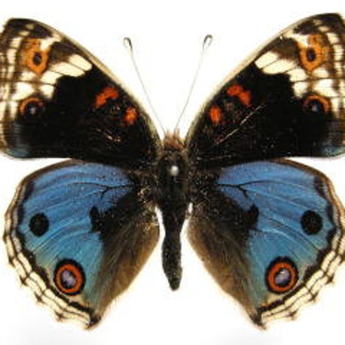 Real Crenis Pechueli Butterfly Spread for Your Project or - Etsy