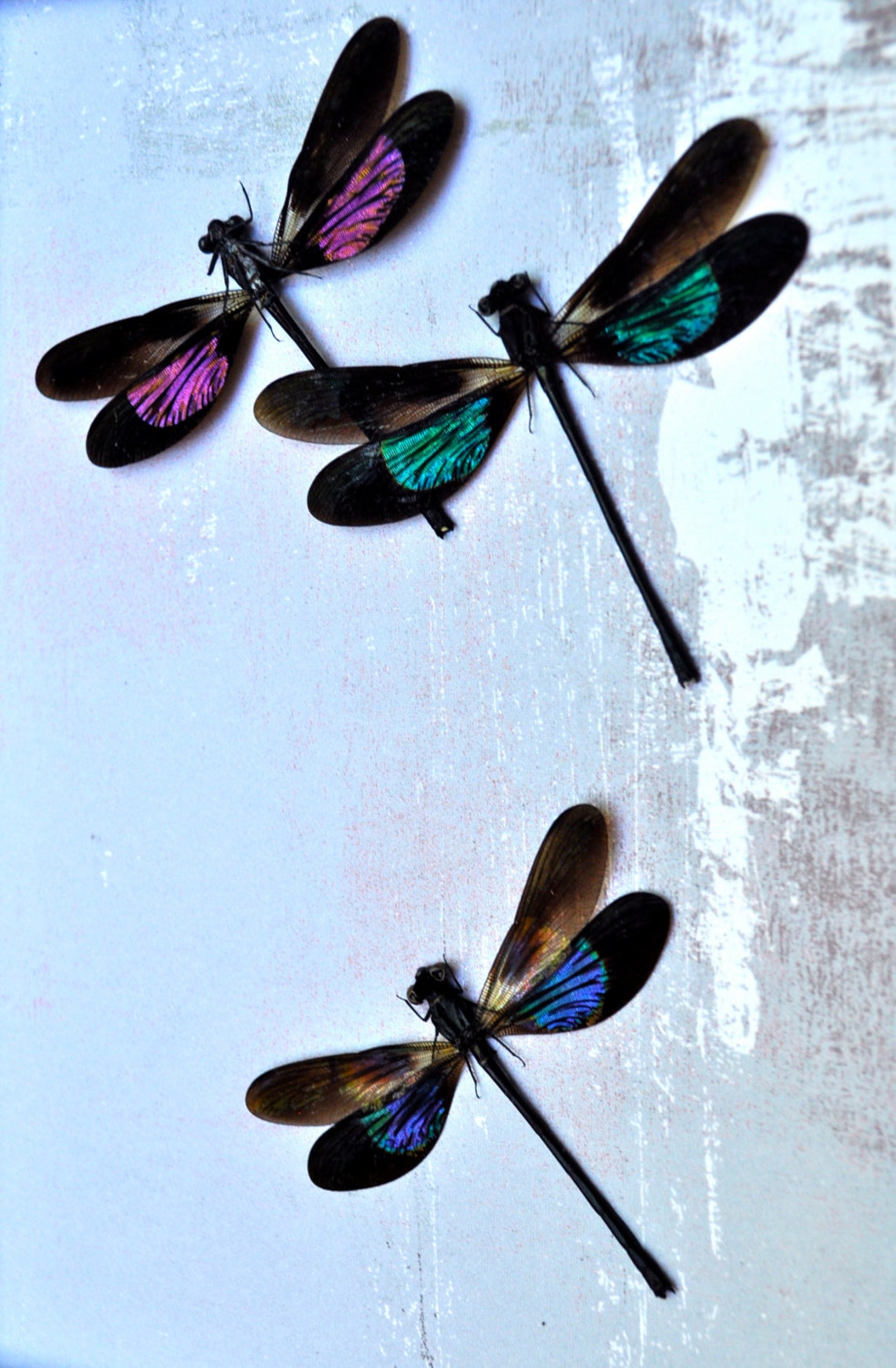 OVERSTOCK: Teal Glittering Damselfly Real Dragonfly Euphaea - Etsy