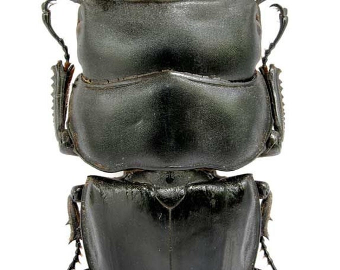 OVERSTOCK: Giant Stag Beetles, Dorcus Alcides Real - Etsy
