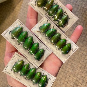 OVERSTOCK: Real Green Flower Beetles, 5 Pack, Anomala Cupripes A/A ...