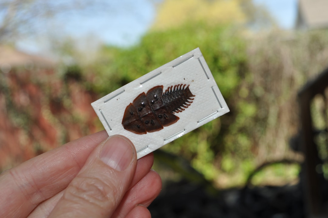 Trilobite Beetles, Platerodrilus Ruficollis, Real - Etsy