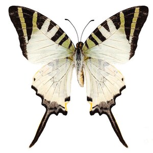 Real Graphium Androcles giant Swordtail Butterfly, for Your Project - Etsy