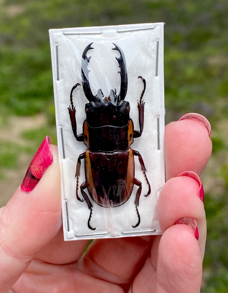 Striped Stag Beetles, Prosopocoilus Bison - Etsy