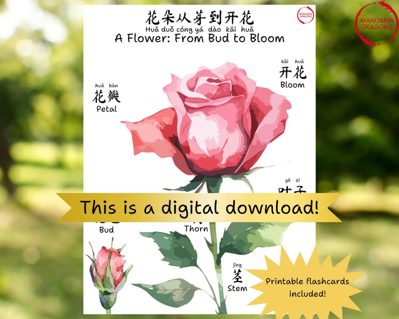 Mandarin Chinese Poster - "rose" Printable | Simplified Language ...