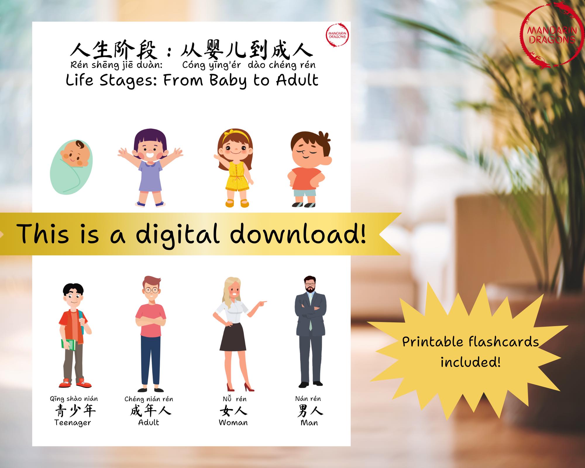 Mandarin Chinese Learning Poster - Life Stages. Simplified Mandarin ...