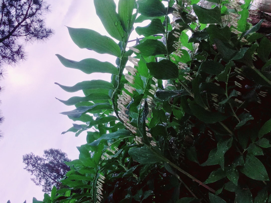 10 True Solomon Seal Bare Root - Etsy