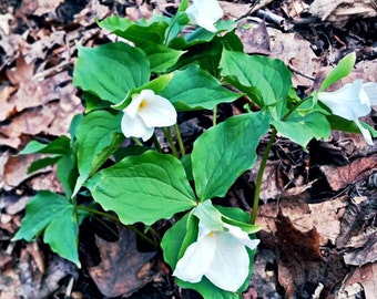 5 Native White Trillium Grandiflora Bare Root - Etsy