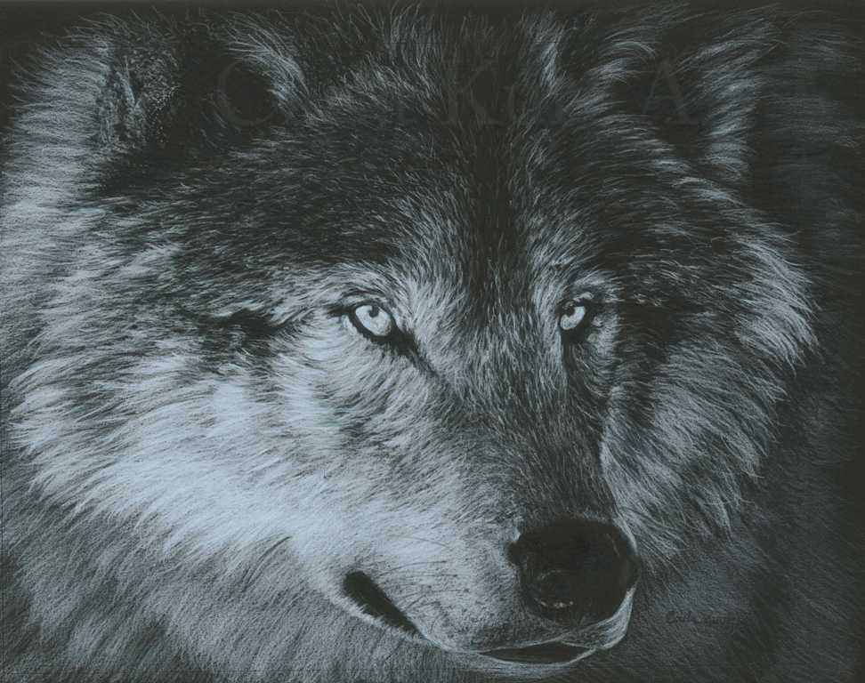 Original Wolf Art DARK WOLF Artwork by Carla Kurt - Etsy