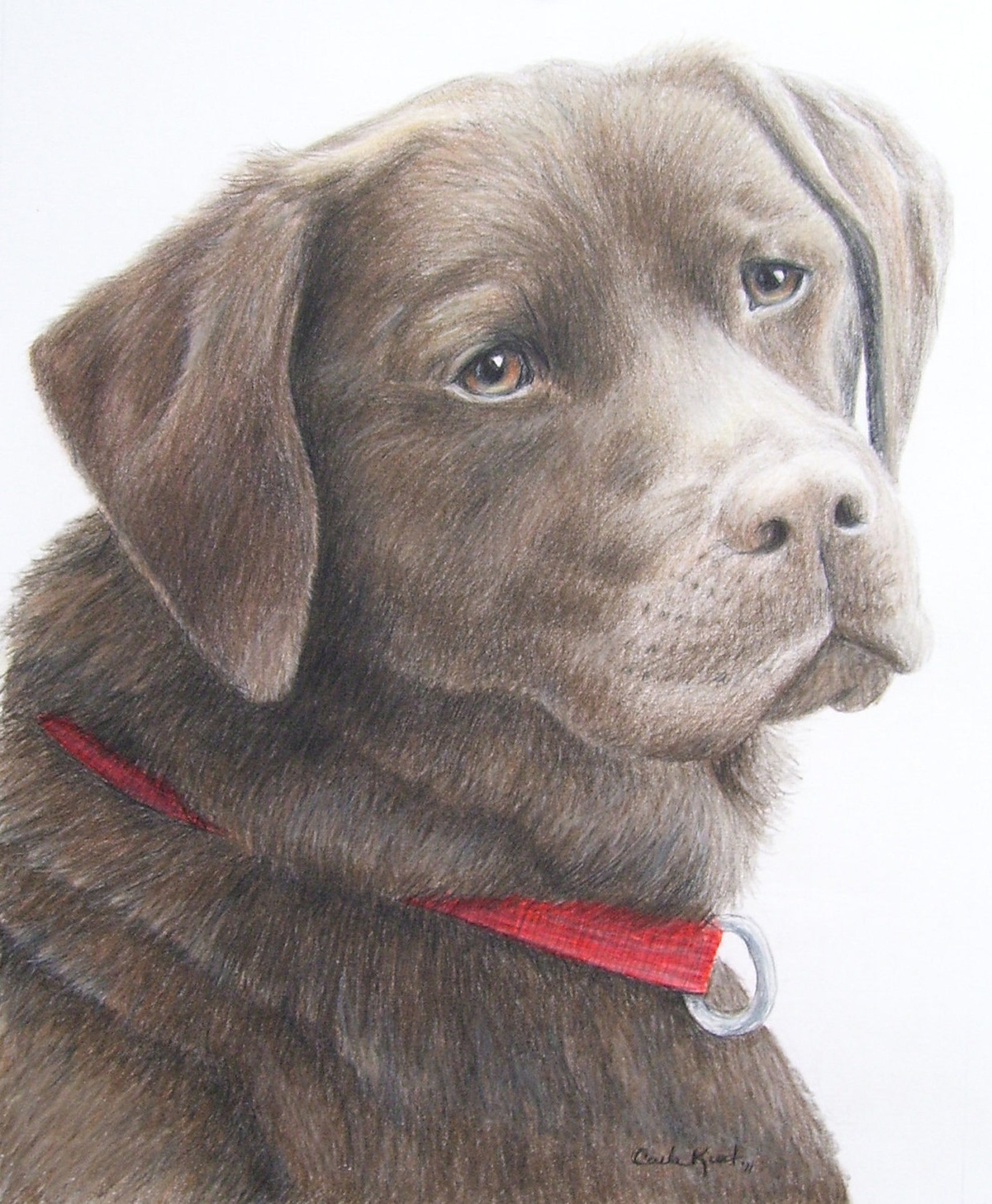 Custom Dog Portrait 8 X 10 Colored Pencil Art by Carla Kurt - Etsy