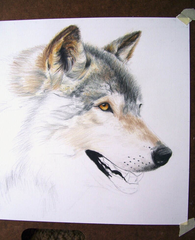 Wolf Art TIMBER WOLF Original Artwork by Carla Kurt - Etsy