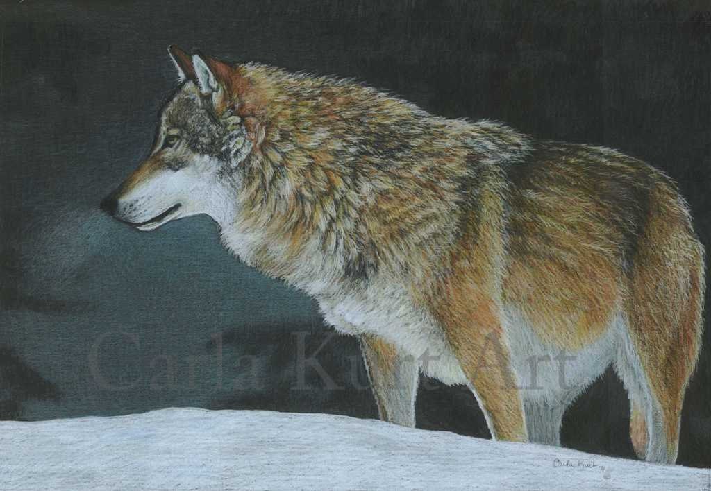 A COLD WINTER NIGHT Wolf Art Print by Carla Kurt - Etsy