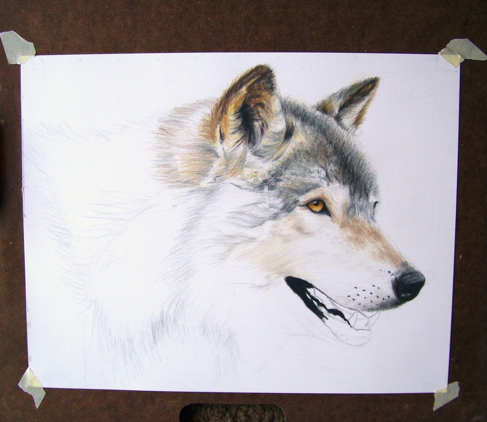 Timber Wolf by Carla Kurt Signed Art Print - Etsy