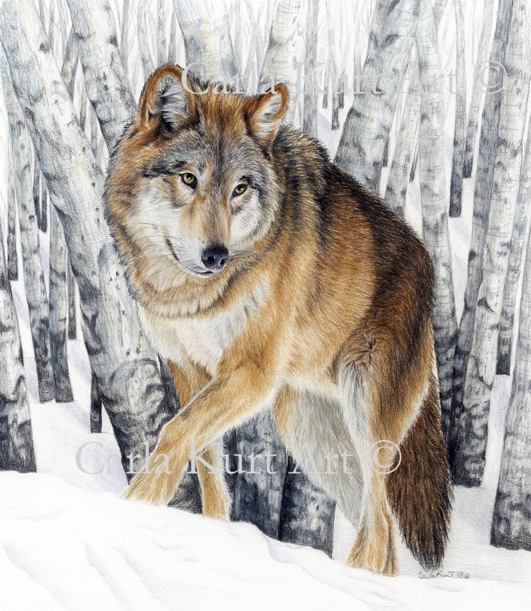Wolf Art SILENT TRAVELER Print by Carla Kurt Signed 11 X 14, Top ...