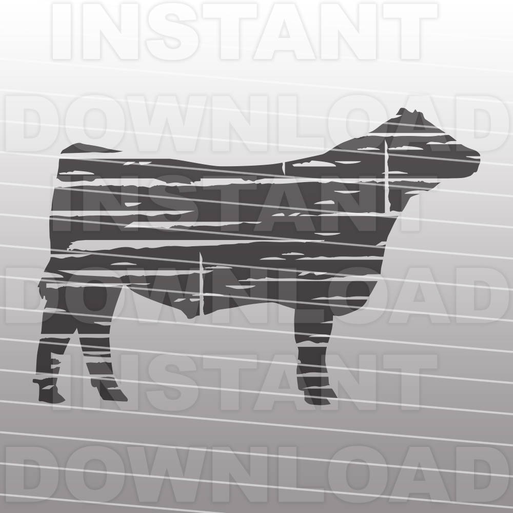 Distressed Show Steer SVG FileBull SVGCow svgLivestock SVG | Etsy