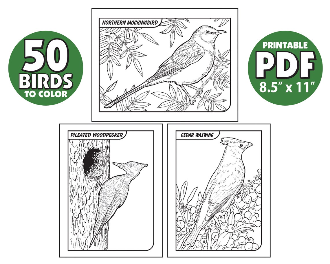 50 Birds of Mississippi Coloring Pages Book,birdwatching Coloring Pages ...