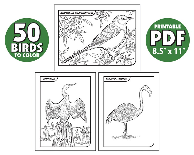 50 Birds of Florida Coloring Pages Book,birdwatching Coloring Pages ...