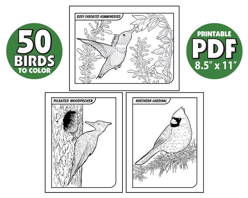 50 Birds of West Virginia Coloring Pages Book,birdwatching Coloring ...