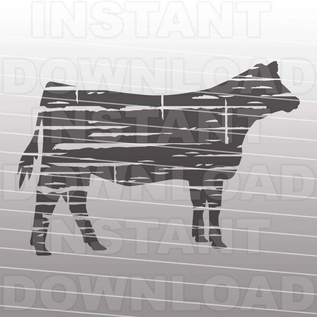 Distressed Show Heifer Svg,shabby Chic Cow Svg,grunge Livestock Farm ...
