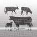 Cows DXF File,bull DXF File,heifer DXF -commercial & Personal Use- Png ...
