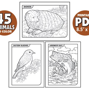 45 Wild Animals of Wisconsin Coloring Pages Book,fish + Birds + Mammals ...