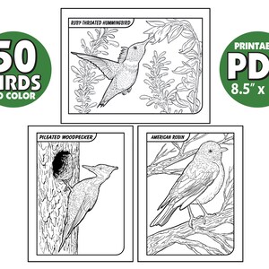 50 Birds of Michigan Coloring Pages Book,birdwatching Coloring Pages ...