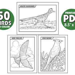 50 Birds of Nevada Coloring Pages Book,birdwatching Coloring Pages ...