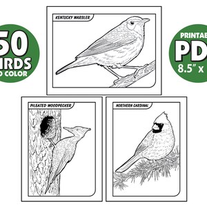 50 Birds of Kentucky Coloring Pages Book,birdwatching Coloring Pages ...